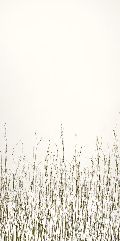 Varia Ecoresin | Naturals | Birch Grove | Materials | 3form